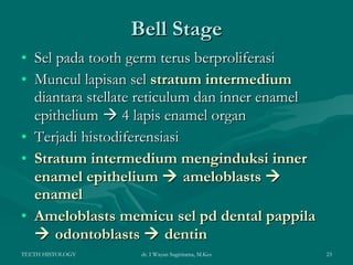 struktur histologis gigi | PPT