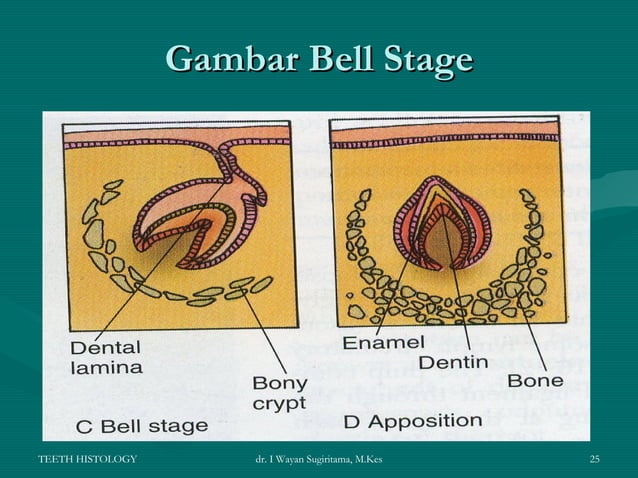 struktur histologis gigi | PPT
