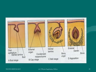 struktur histologis gigi | PPT