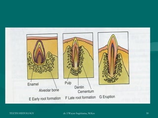 struktur histologis gigi | PPT