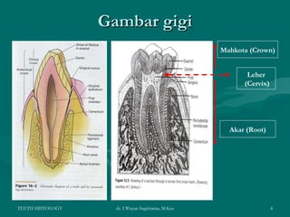 struktur histologis gigi | PPT
