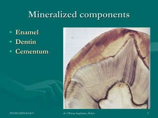 struktur histologis gigi | PPT