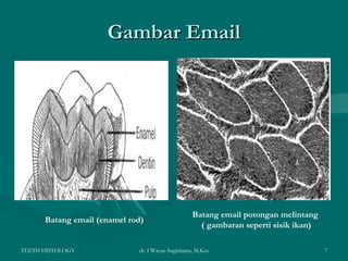 struktur histologis gigi | PPT