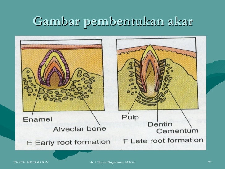 struktur histologis gigi