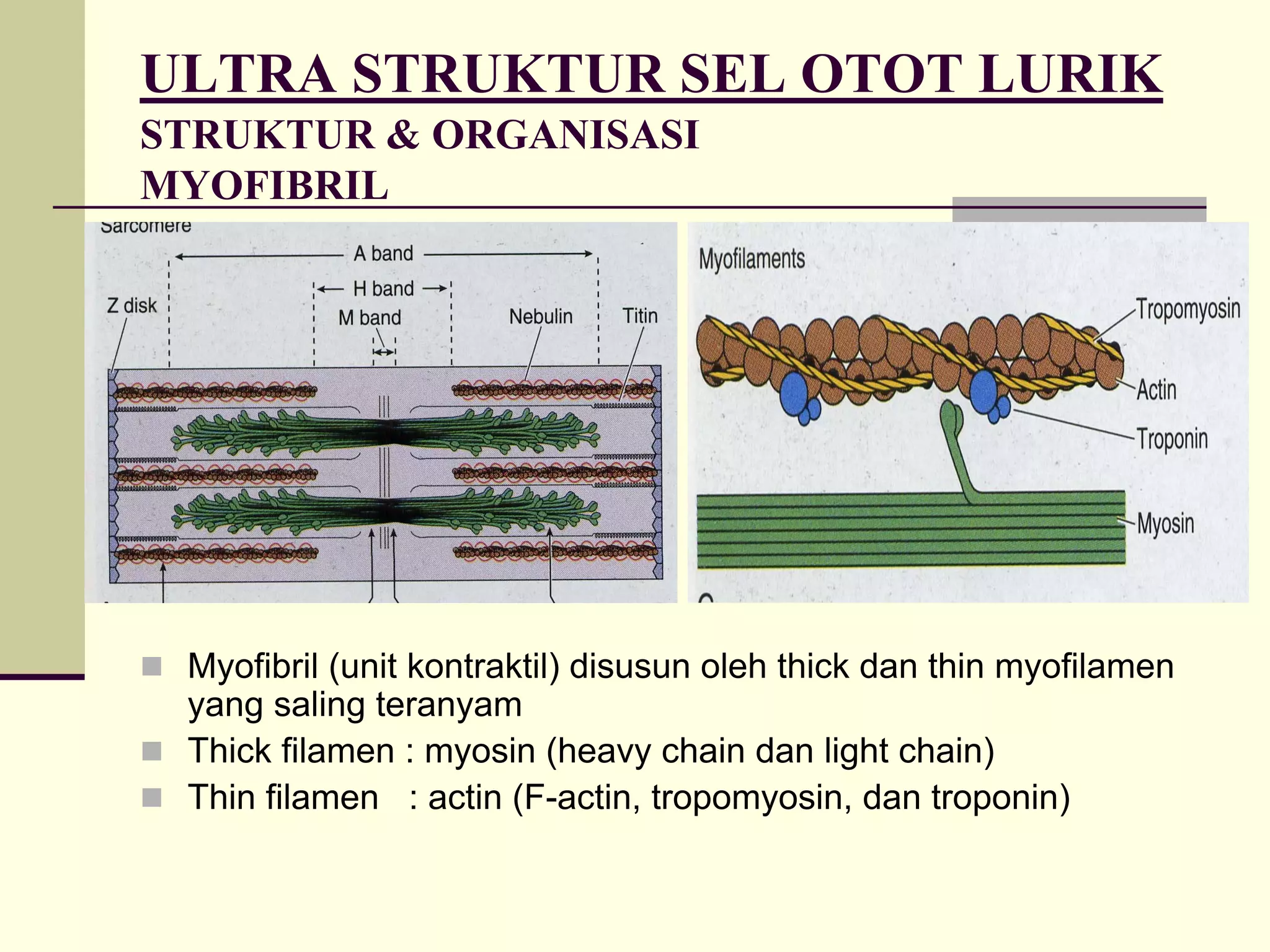 struktur histologis otot | PDF