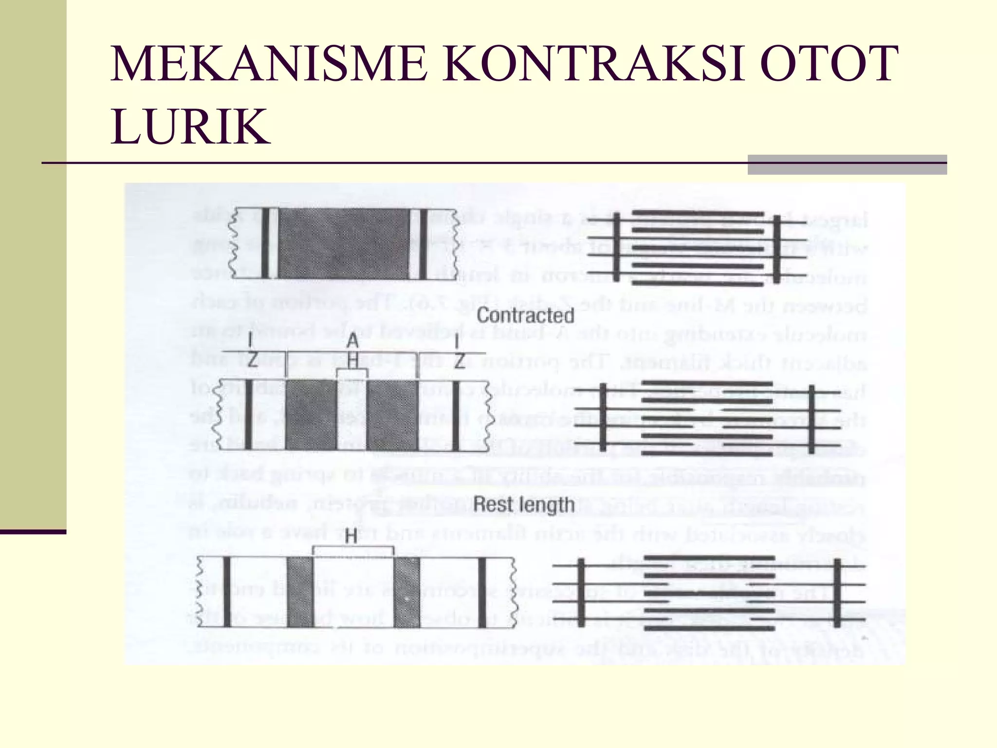 struktur histologis otot | PDF