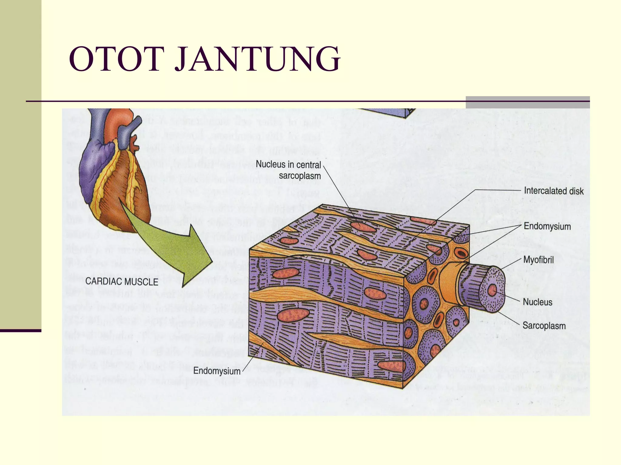 struktur histologis otot | PDF