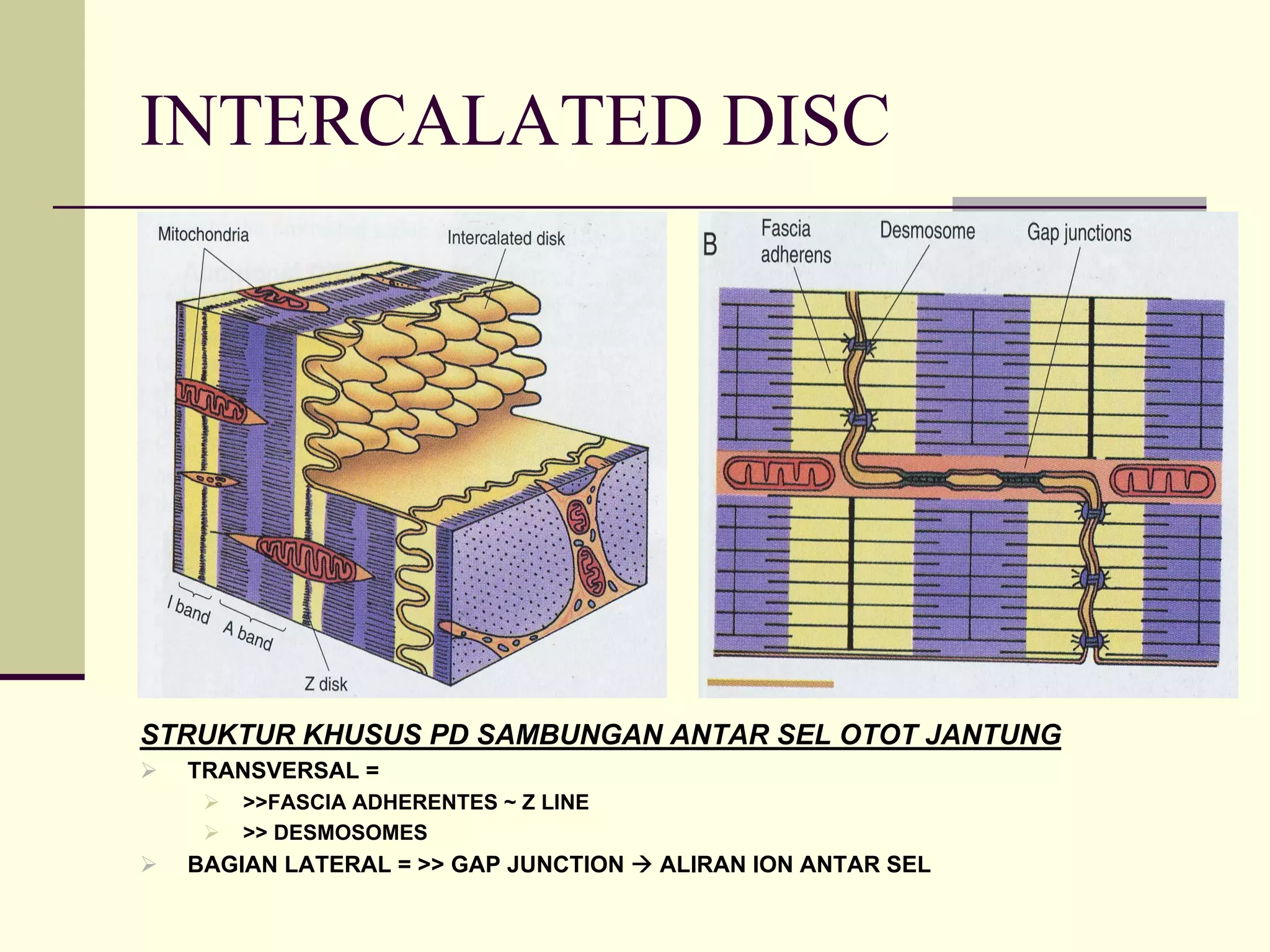 struktur histologis otot | PDF