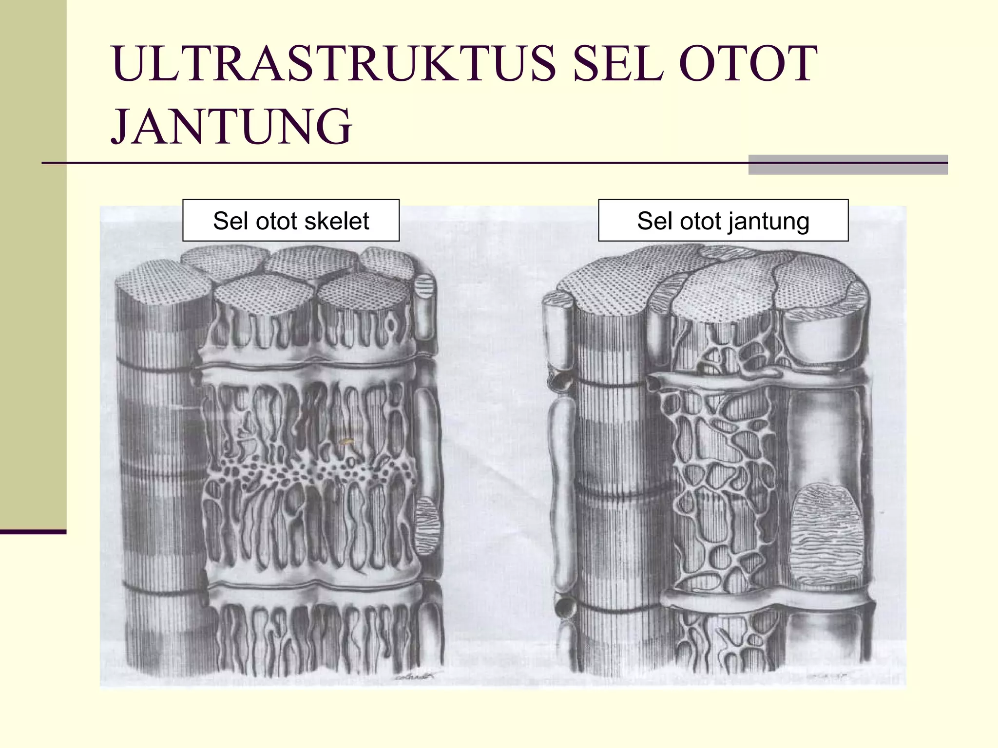 struktur histologis otot | PDF