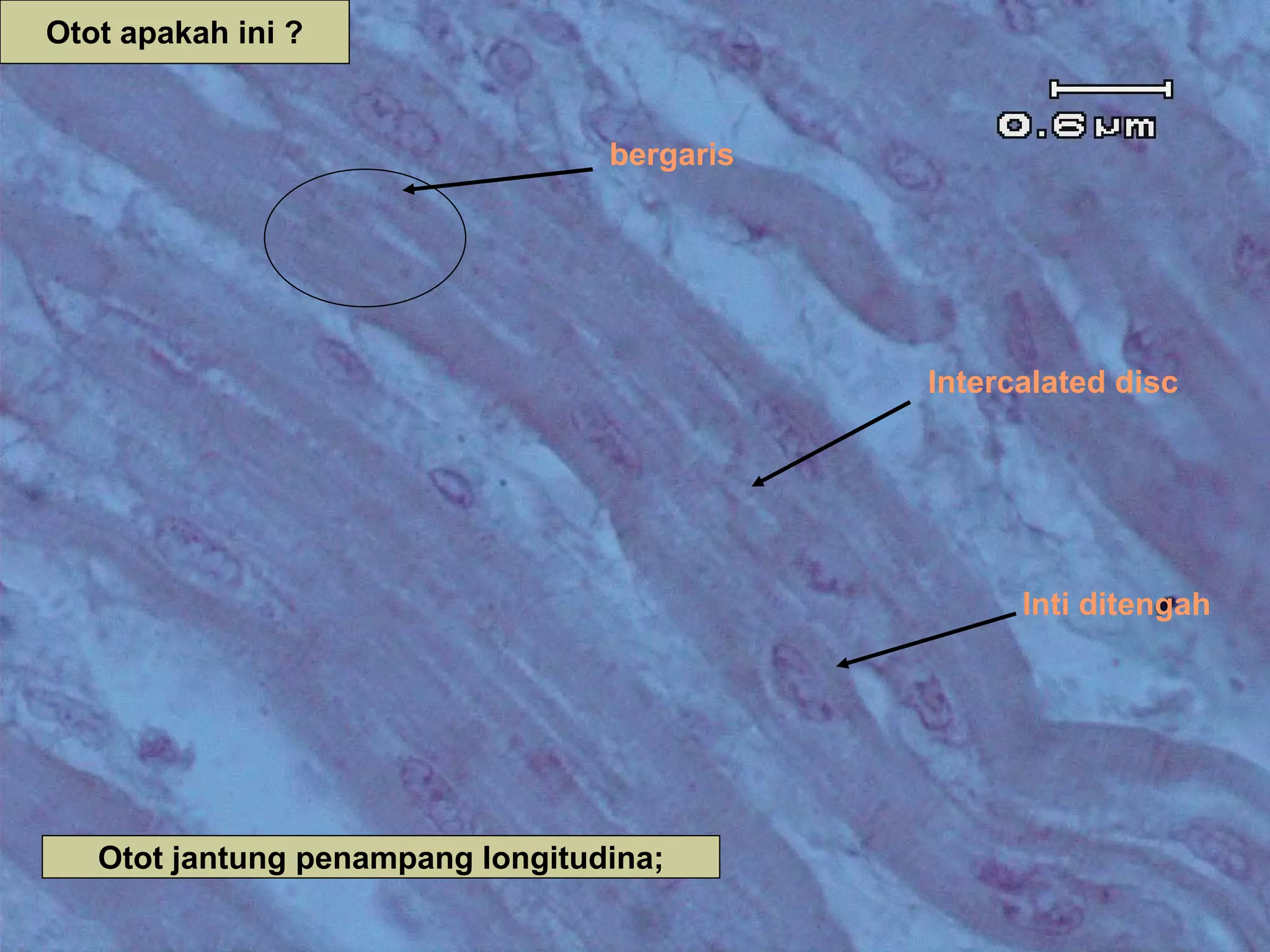 struktur histologis otot | PDF