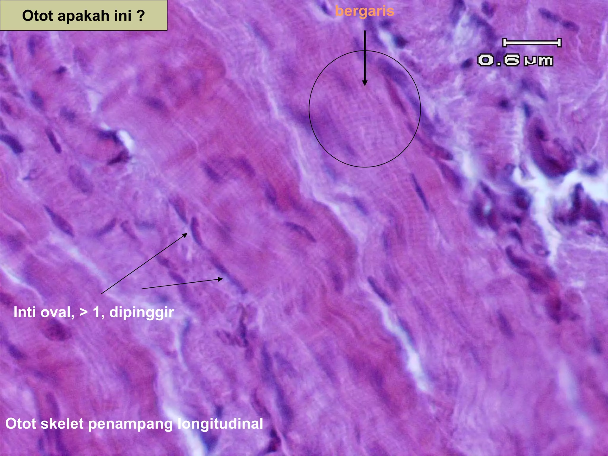 struktur histologis otot | PDF