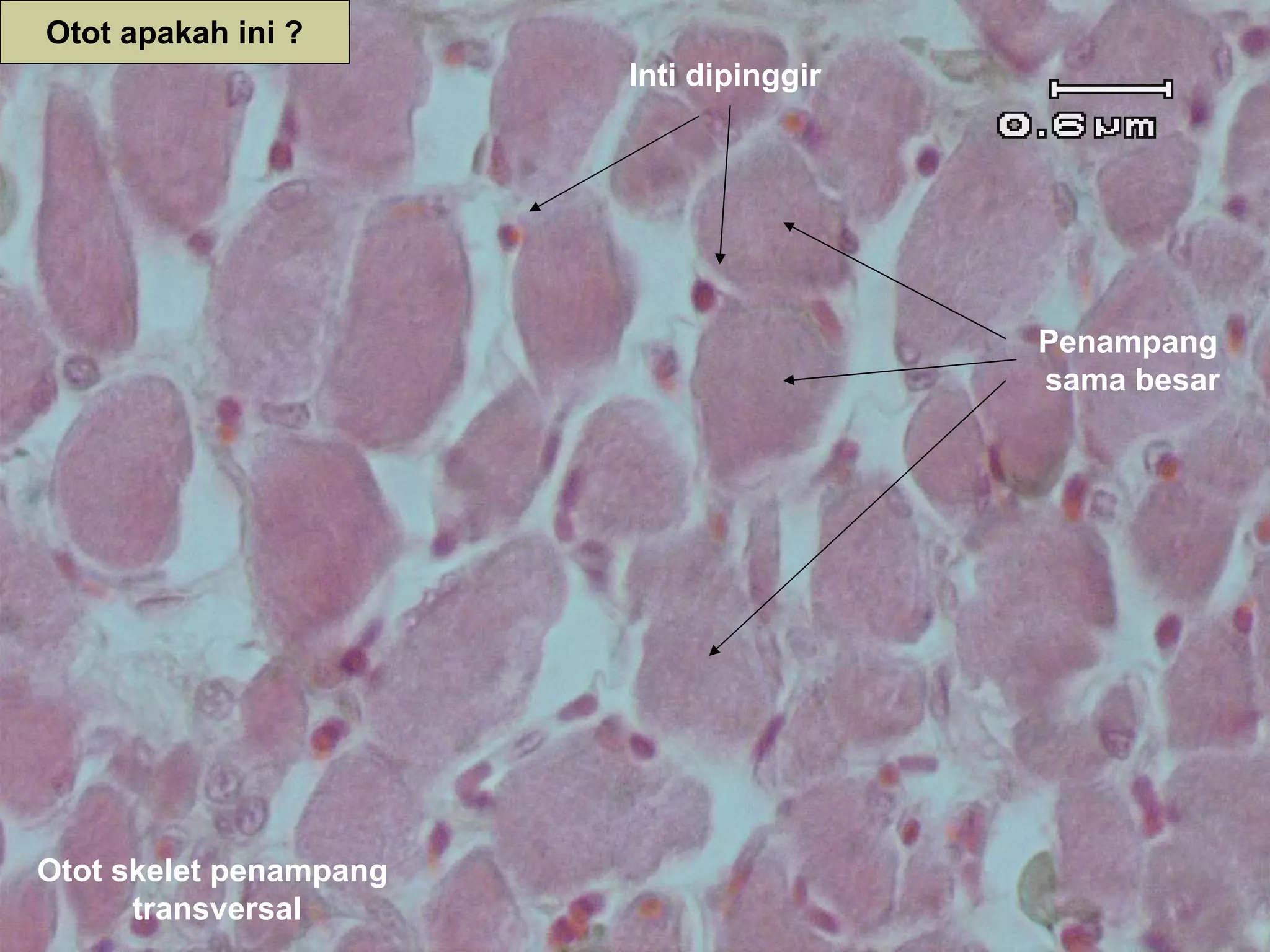 struktur histologis otot | PDF
