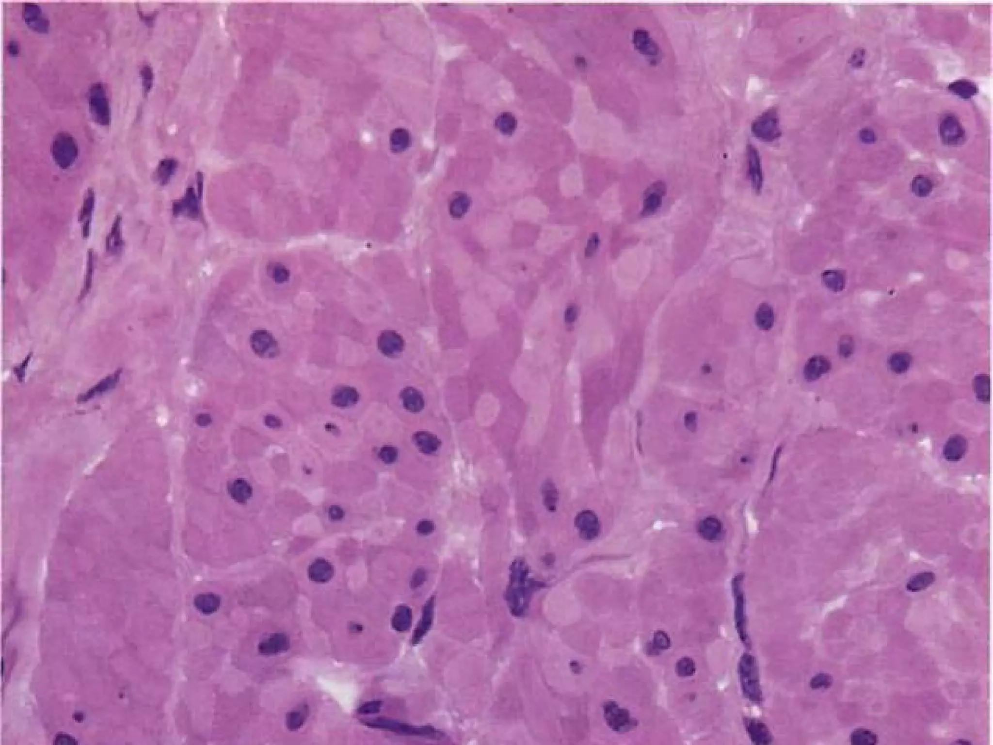 struktur histologis otot | PDF