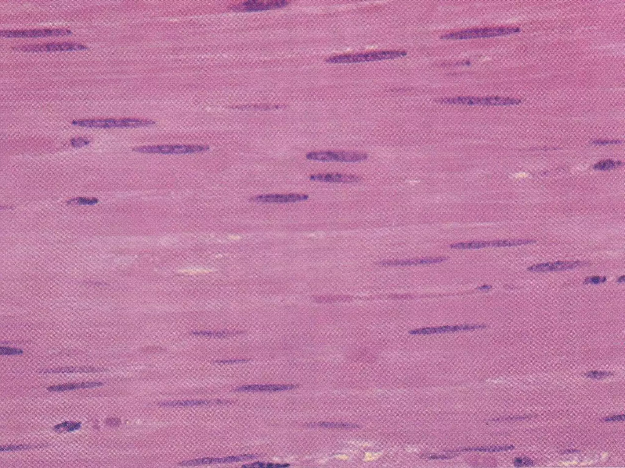 struktur histologis otot | PDF