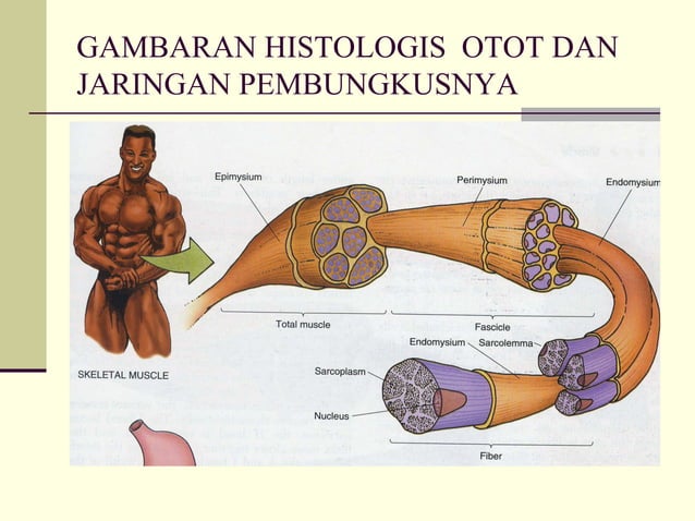 struktur histologis otot | PDF