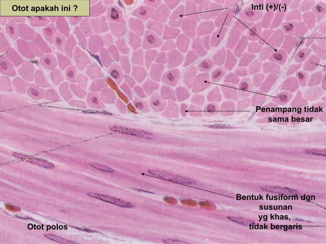 struktur histologis otot