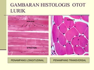 struktur histologis otot | PDF