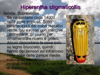 Insetti Argentini | PPT
