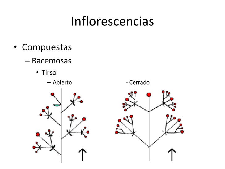 Inflorescencias