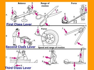 Second Class Lever Examples