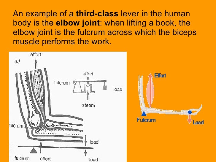 Examples Of Third Class Levers