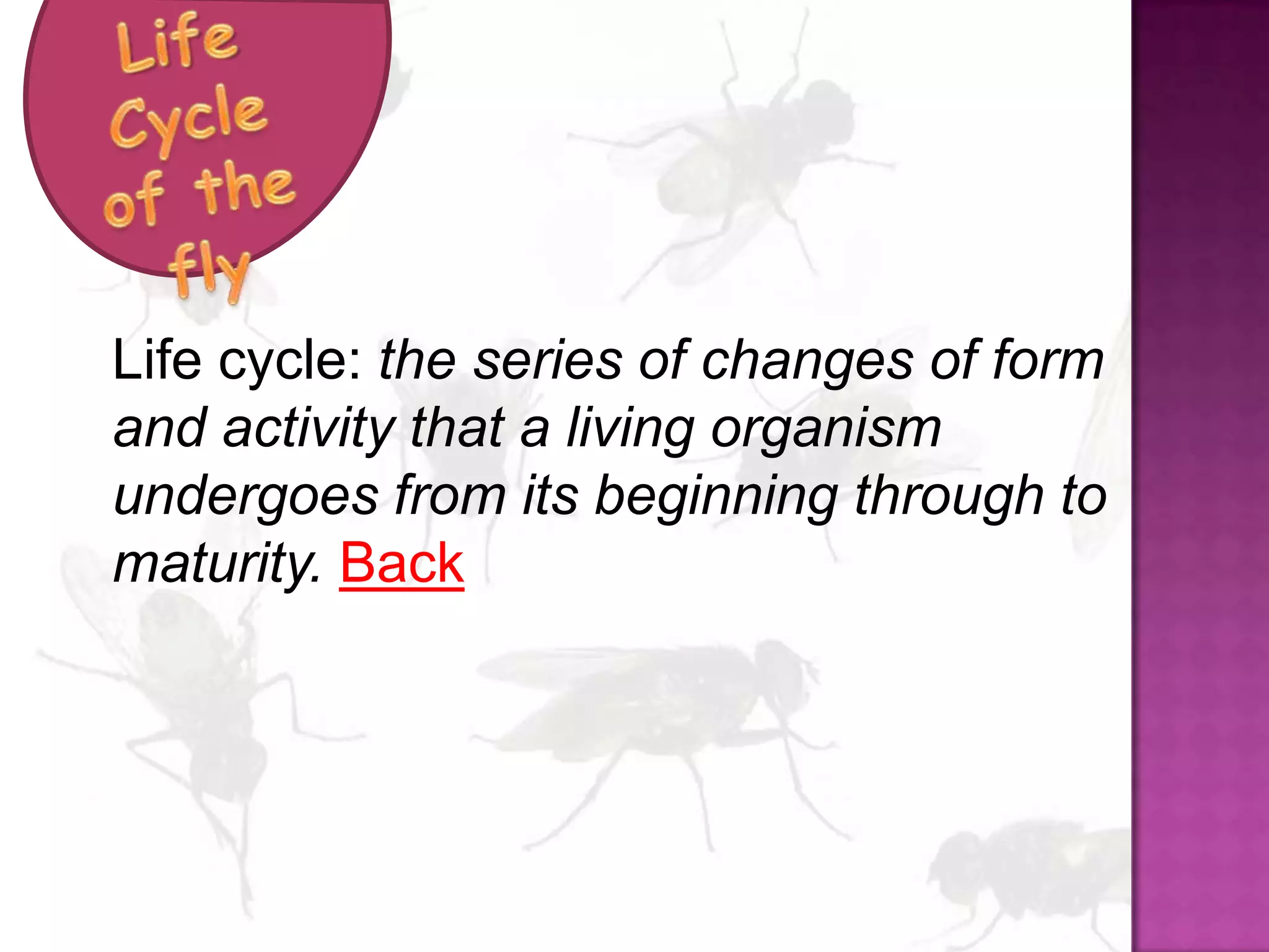 Life Cycle of the Fly | PPSX