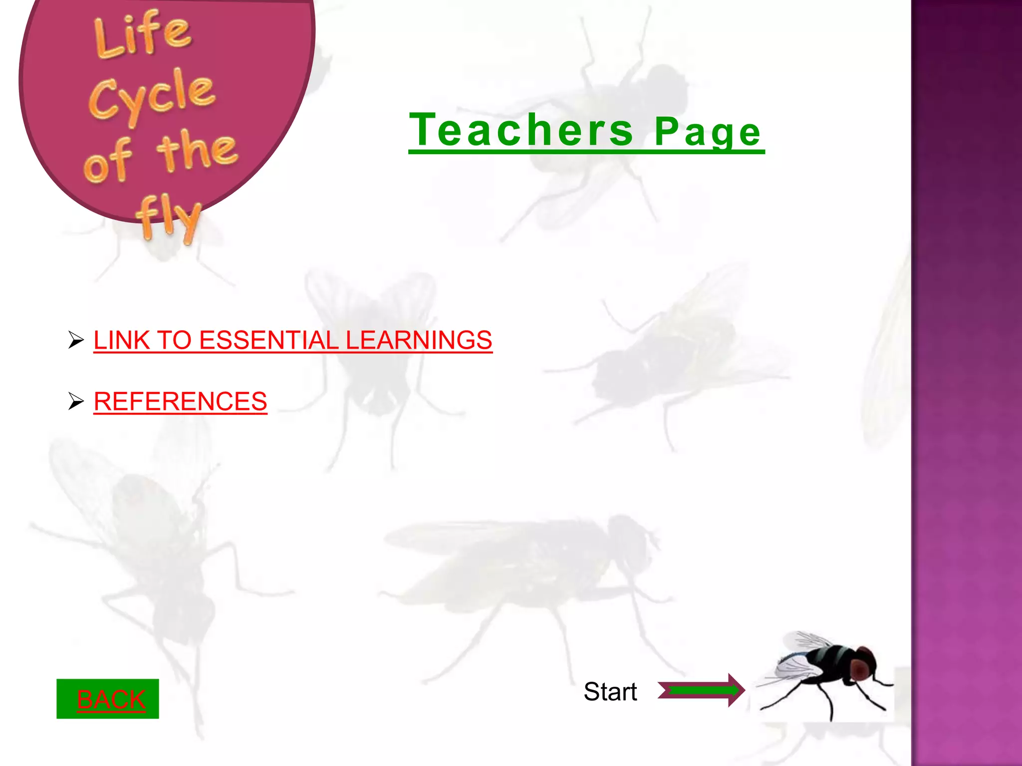 Life Cycle of the Fly | PPSX