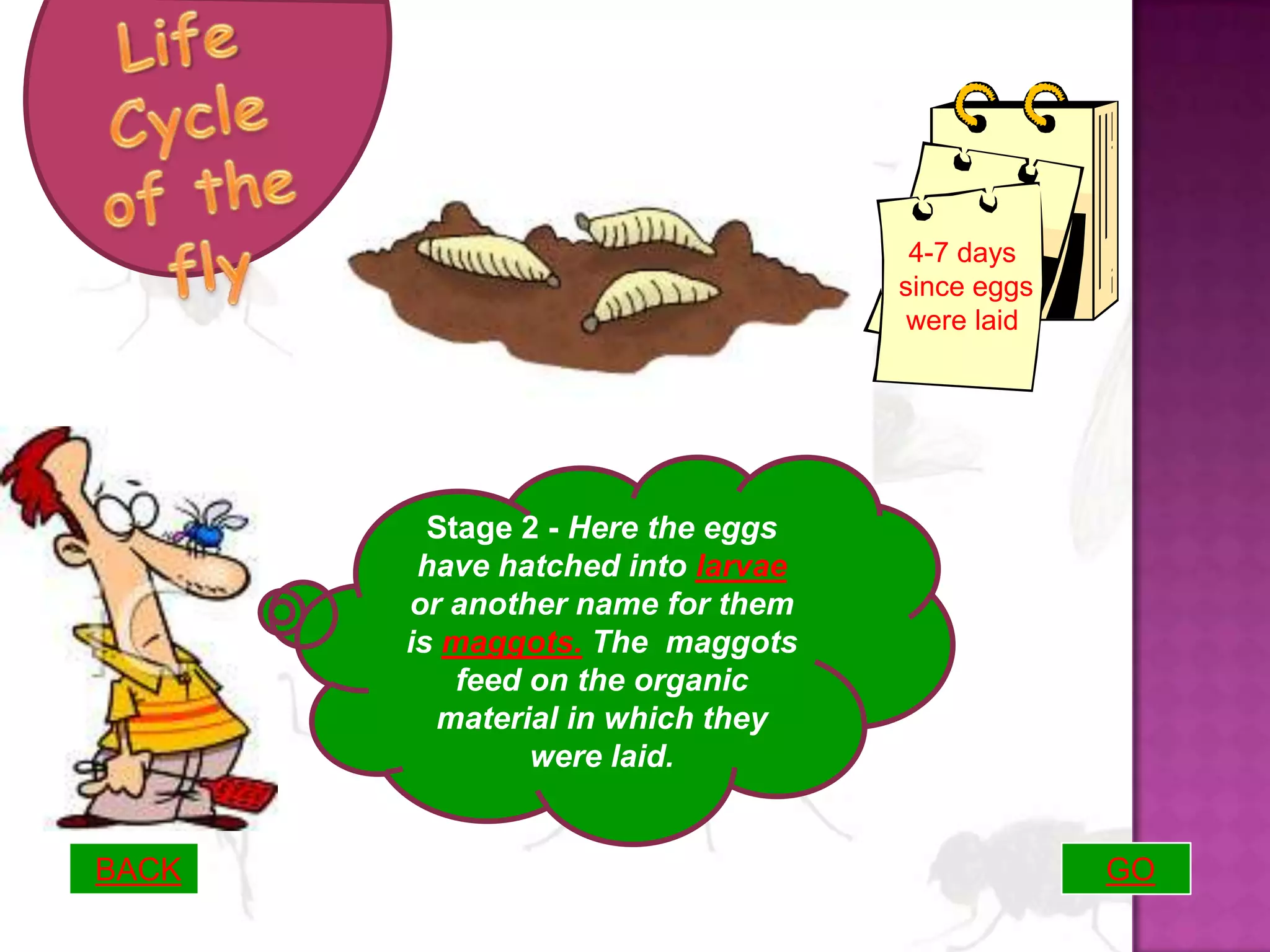 Life Cycle of the Fly | PPSX