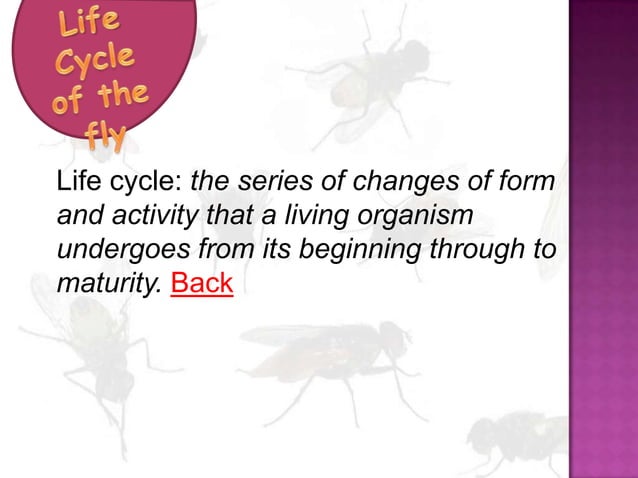 Life Cycle of the Fly | PPSX | Biological Sciences | Science