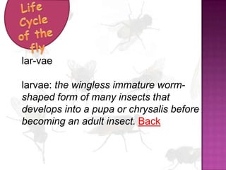 Life Cycle of the Fly | PPSX