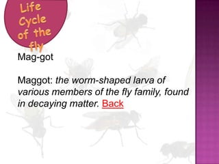 Life Cycle of the Fly | PPSX