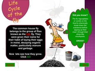 Life Cycle of the Fly | PPSX