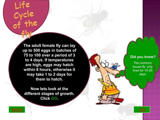 Life Cycle of the Fly | PPSX | Biological Sciences | Science