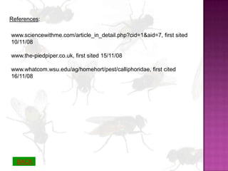 Calliphoridae Life Cycle