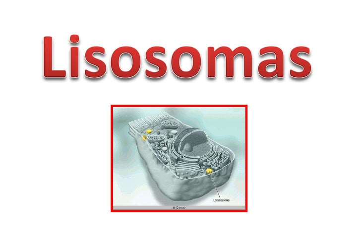 Lisosomas, Peroxisomas y Mitocondria