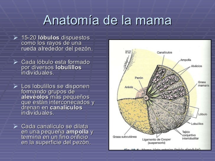 Mamografia