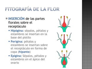 Morfología de la flor | PPT