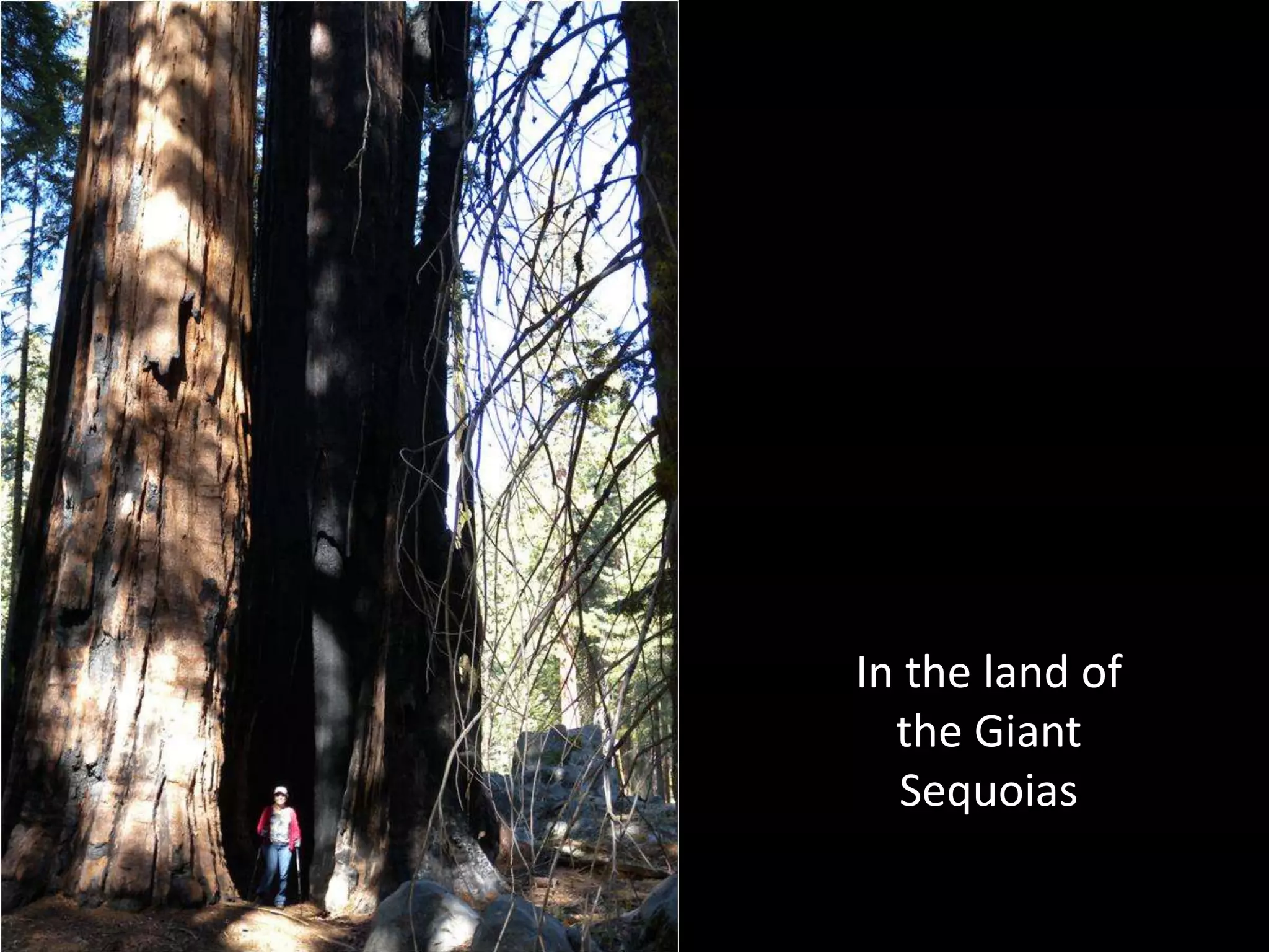 Our Trip to the Giant Sequoias | PPTX