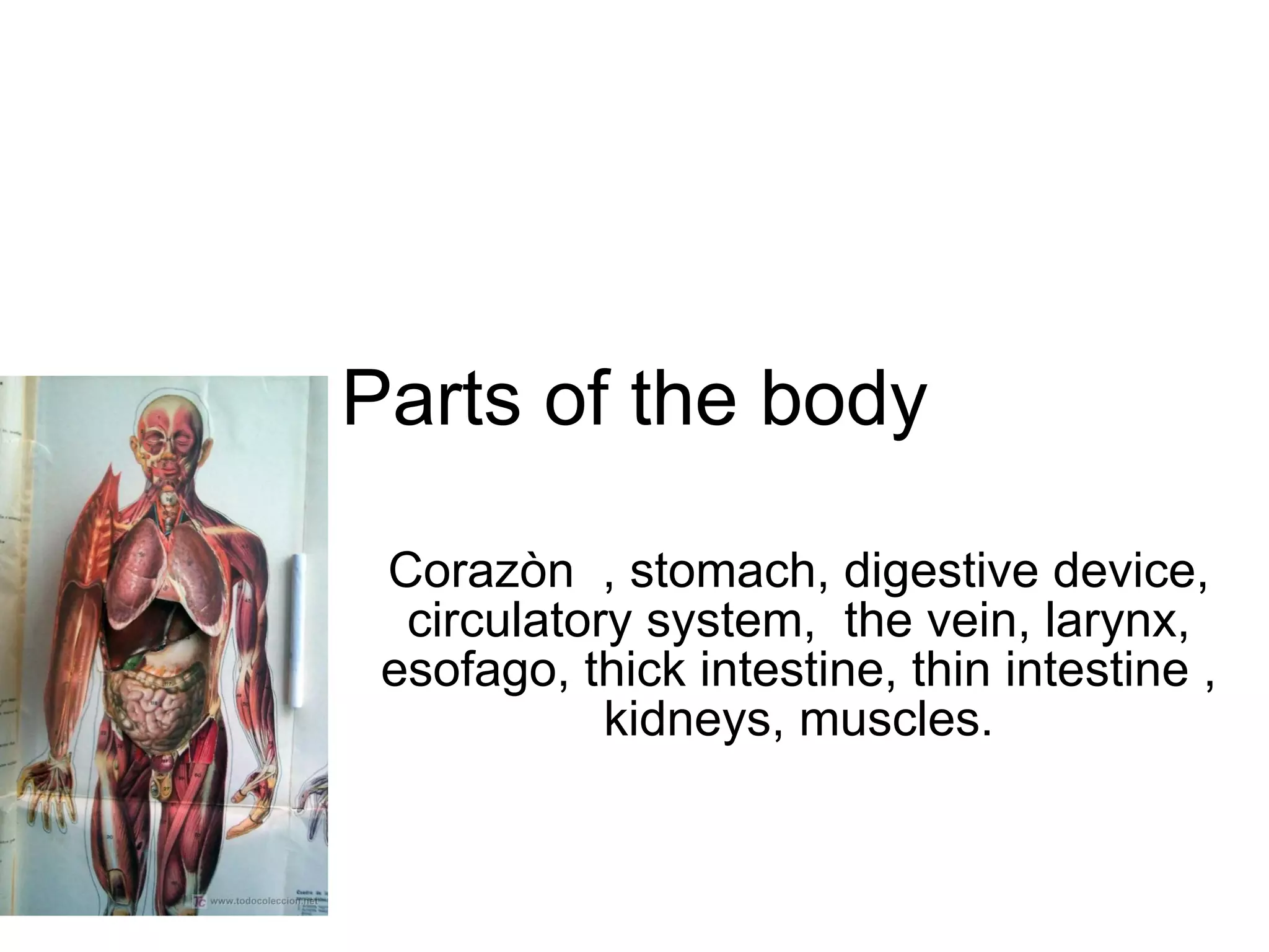 parts of the body | PPT