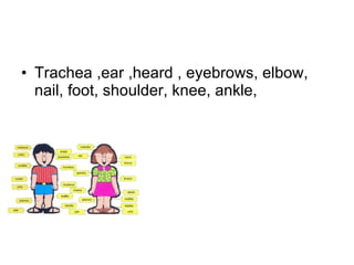 parts of the body | PPT