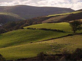 C:\Fakepath\Peregrino | PPT