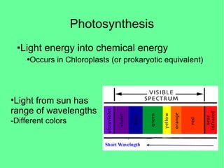 Photosynthesis | PPT