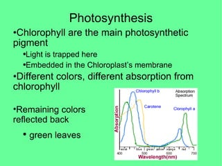 Photosynthesis | PPT