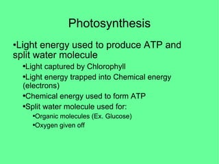 Photosynthesis | PPT