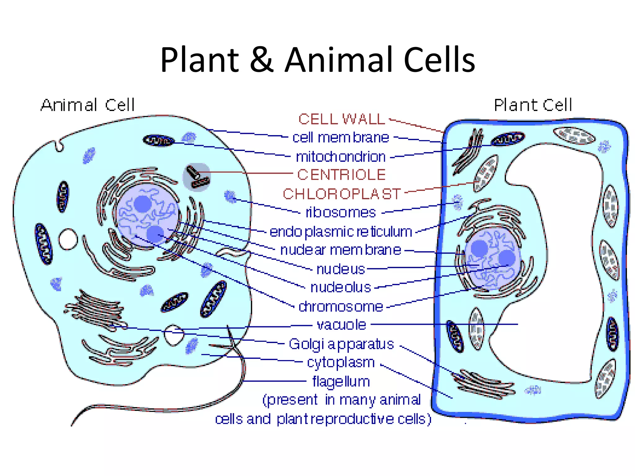Plant and Animal Cells | PPTX