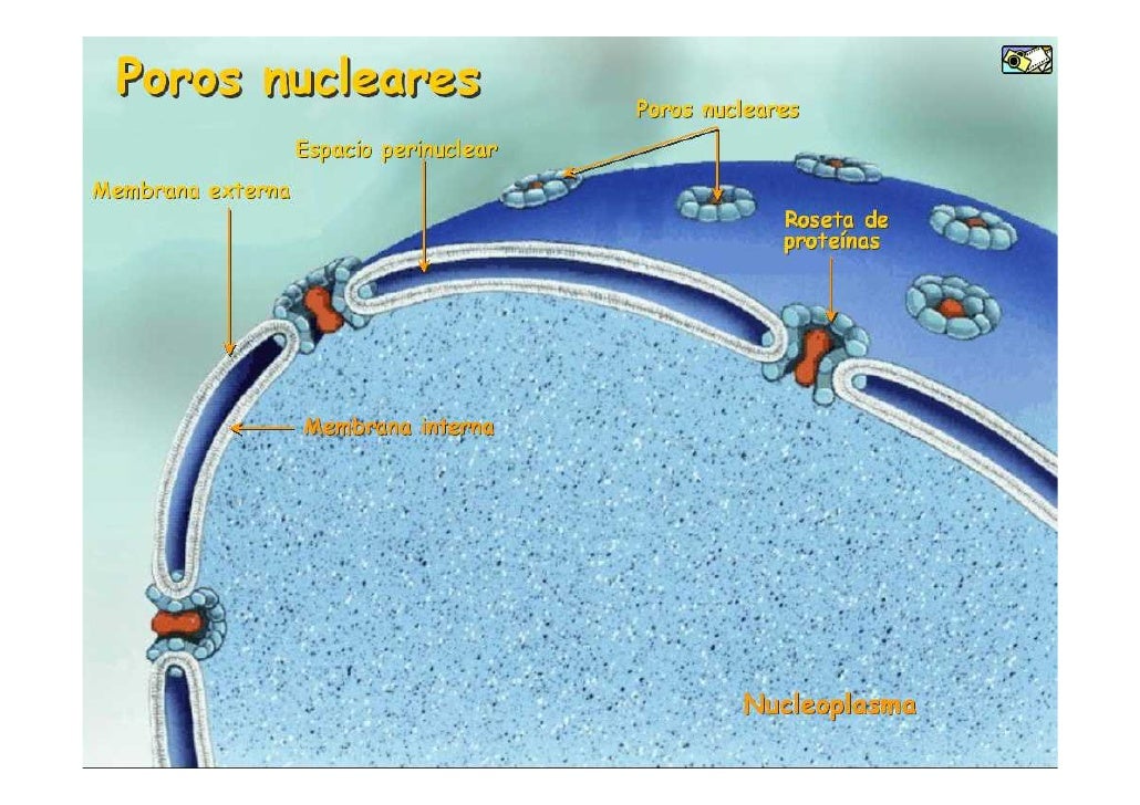 TEMA 8. LA DIVISIÓN CELULAR