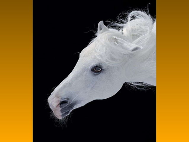 Tim Flach, photographer | PPT