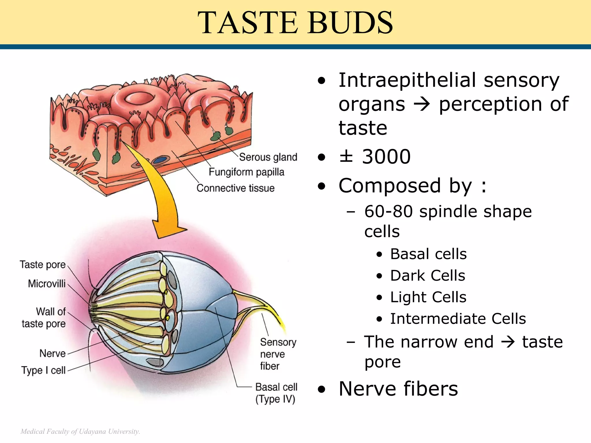 Histological structure of upper alimentary system | PPT