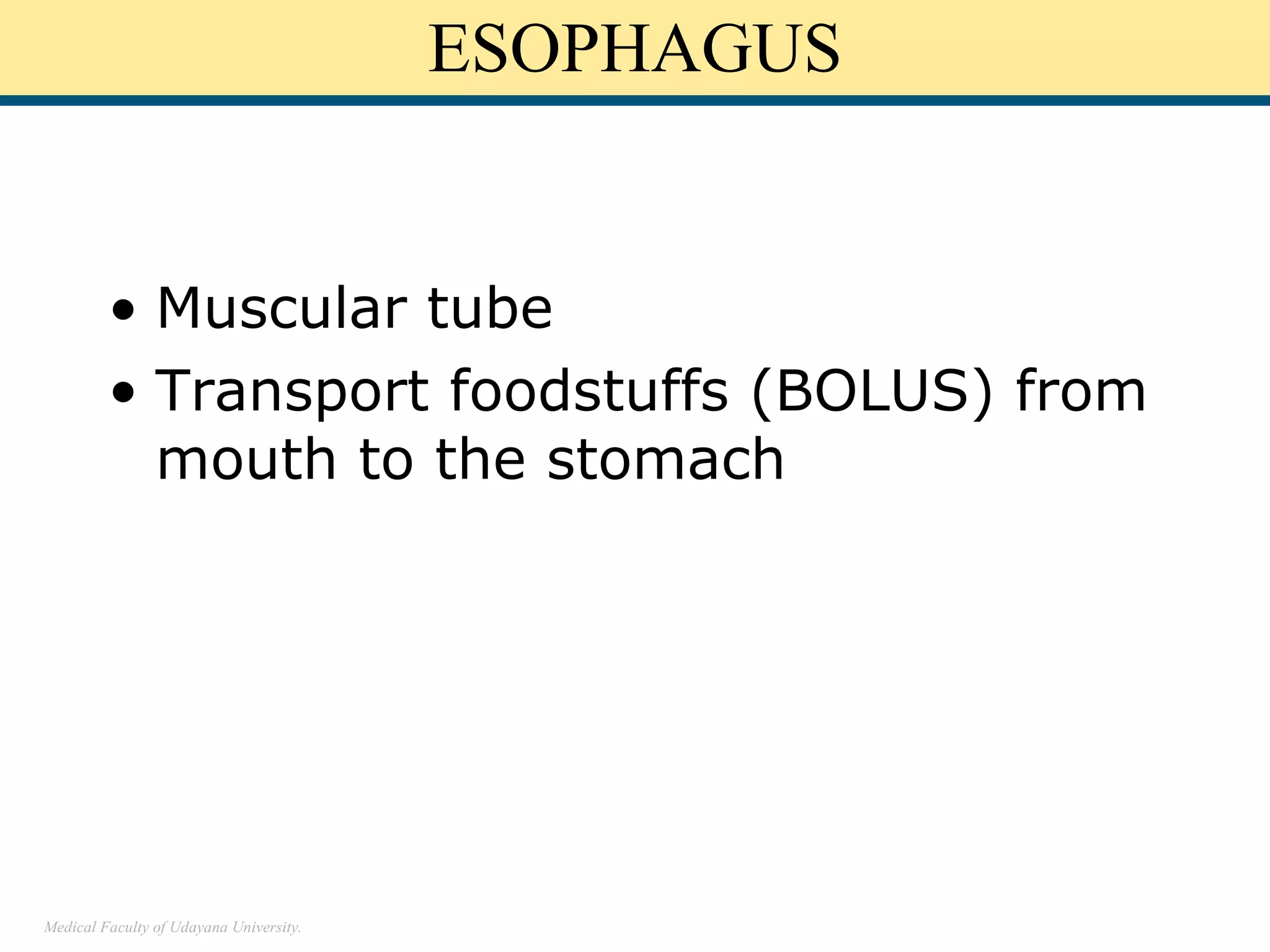 Histological structure of upper alimentary system | PPT