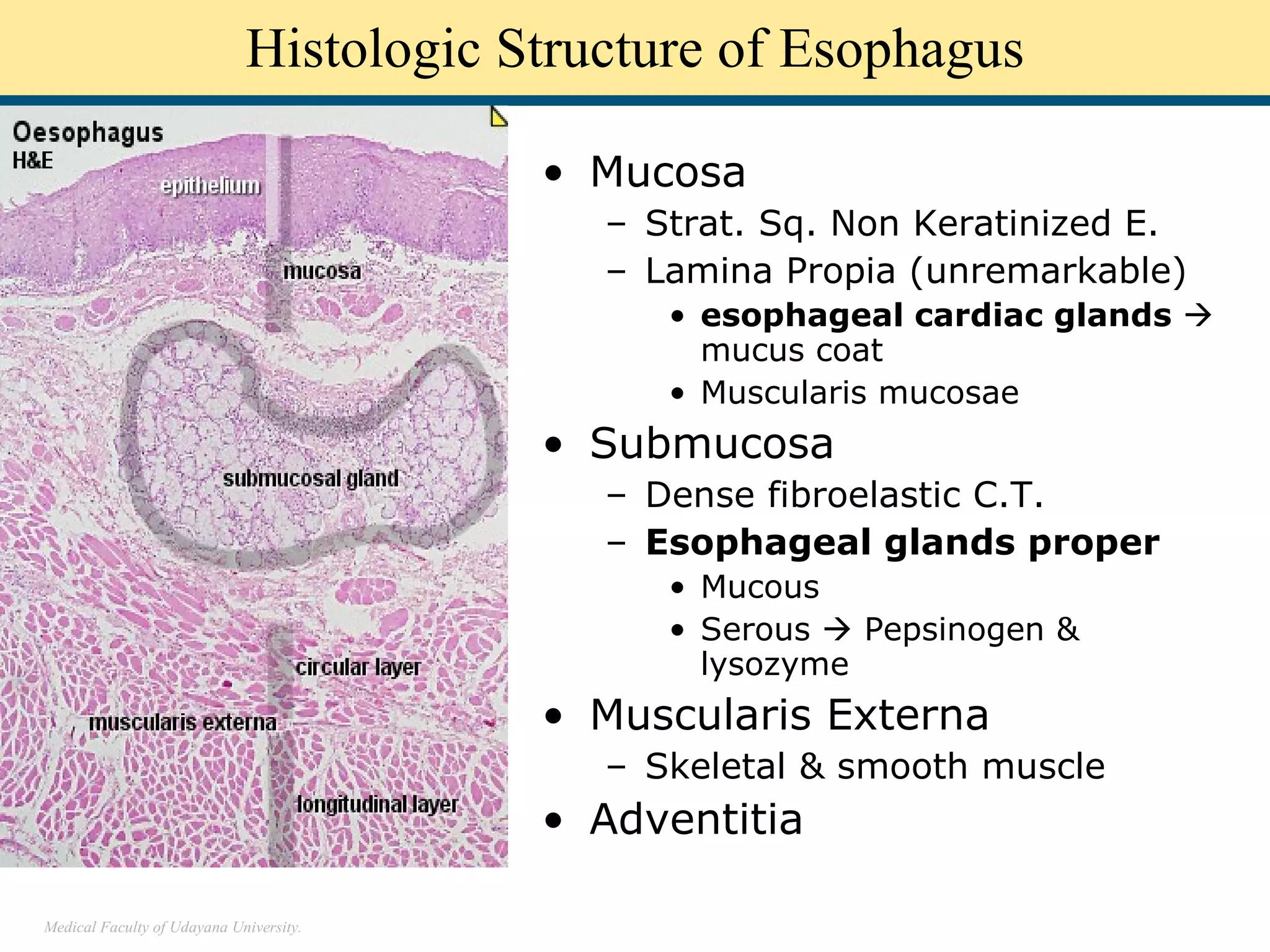 Histological structure of upper alimentary system | PPT